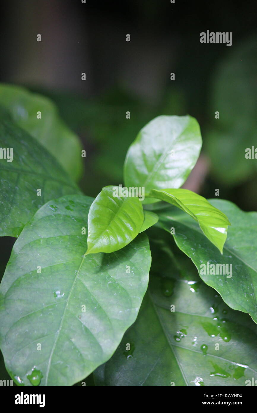 Coffee Arabica, coffea leaves and foliage, Arabian coffee Stock Photo ...