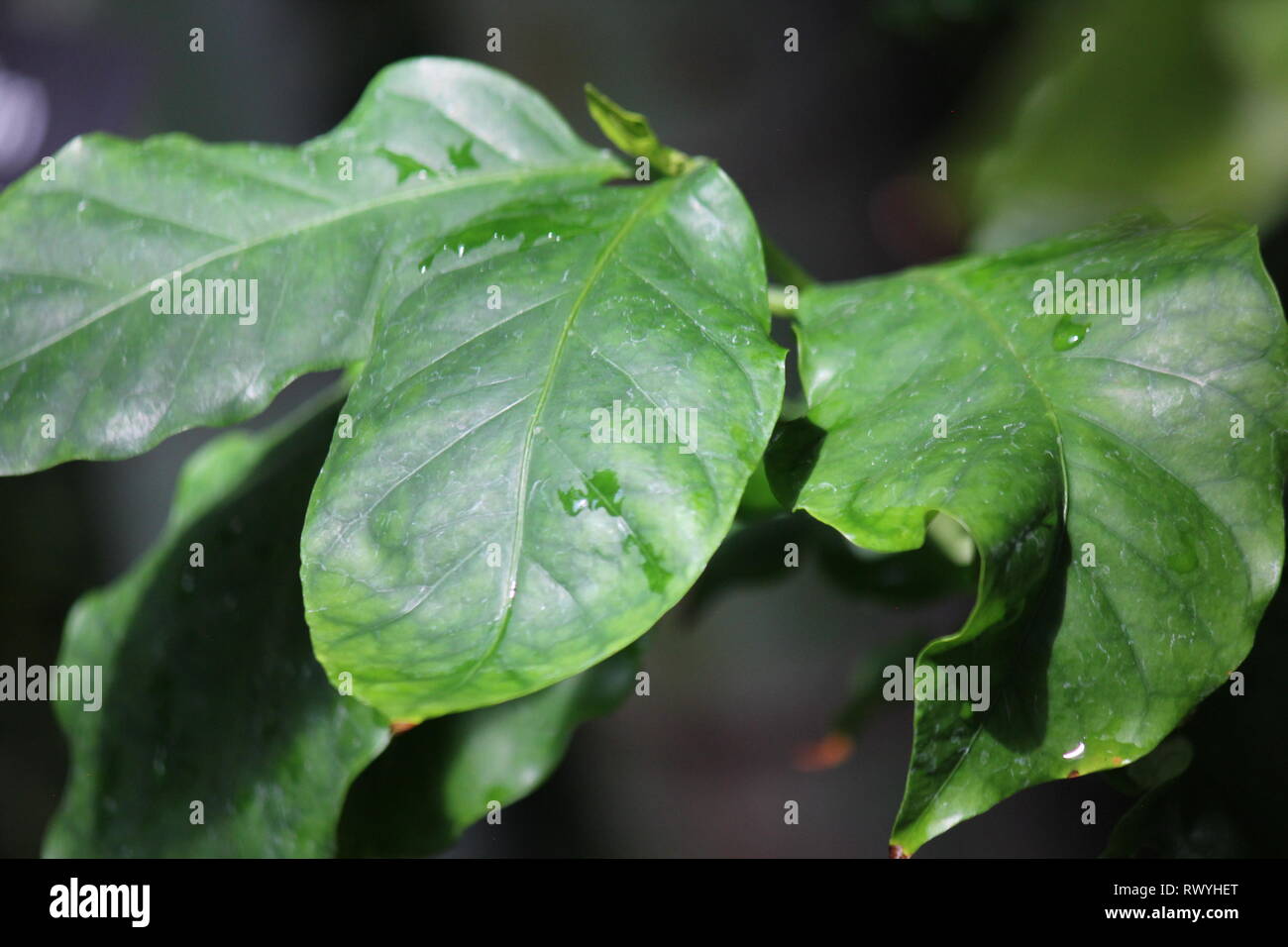 Coffee Arabica, coffea leaves and foliage, Arabian coffee Stock Photo ...