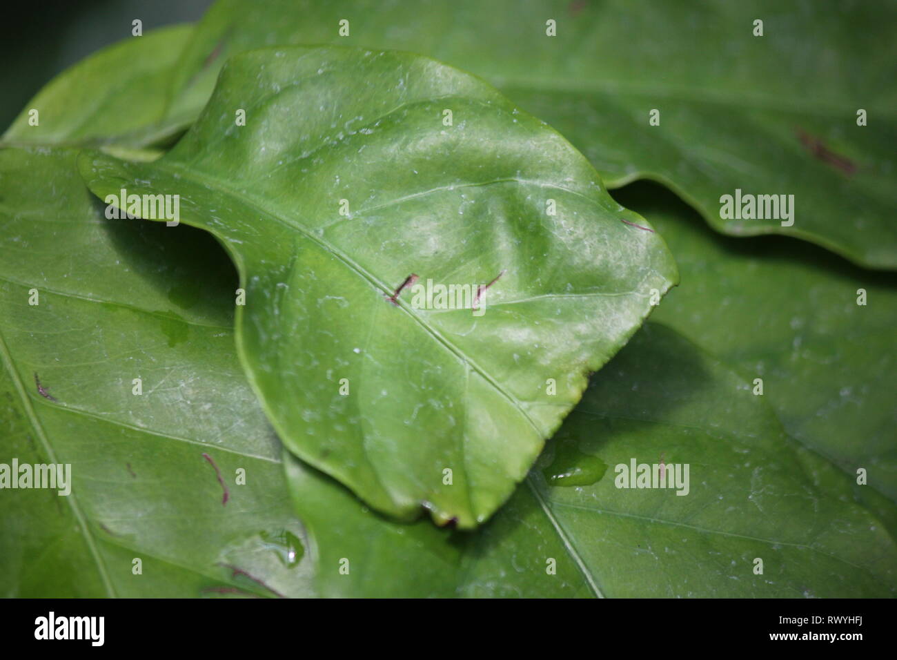 Coffee Arabica, coffea leaves and foliage, Arabian coffee Stock Photo ...
