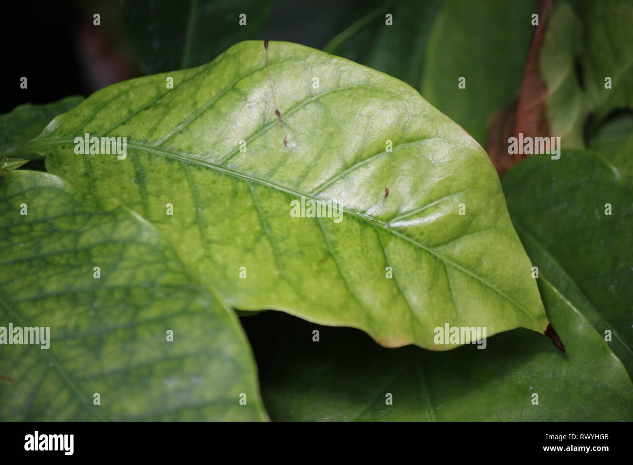 Coffee Arabica, coffea leaves and foliage, Arabian coffee Stock Photo ...