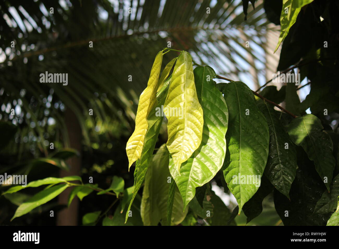 Coffee Arabica, coffea leaves and foliage growing in the meadow Stock ...