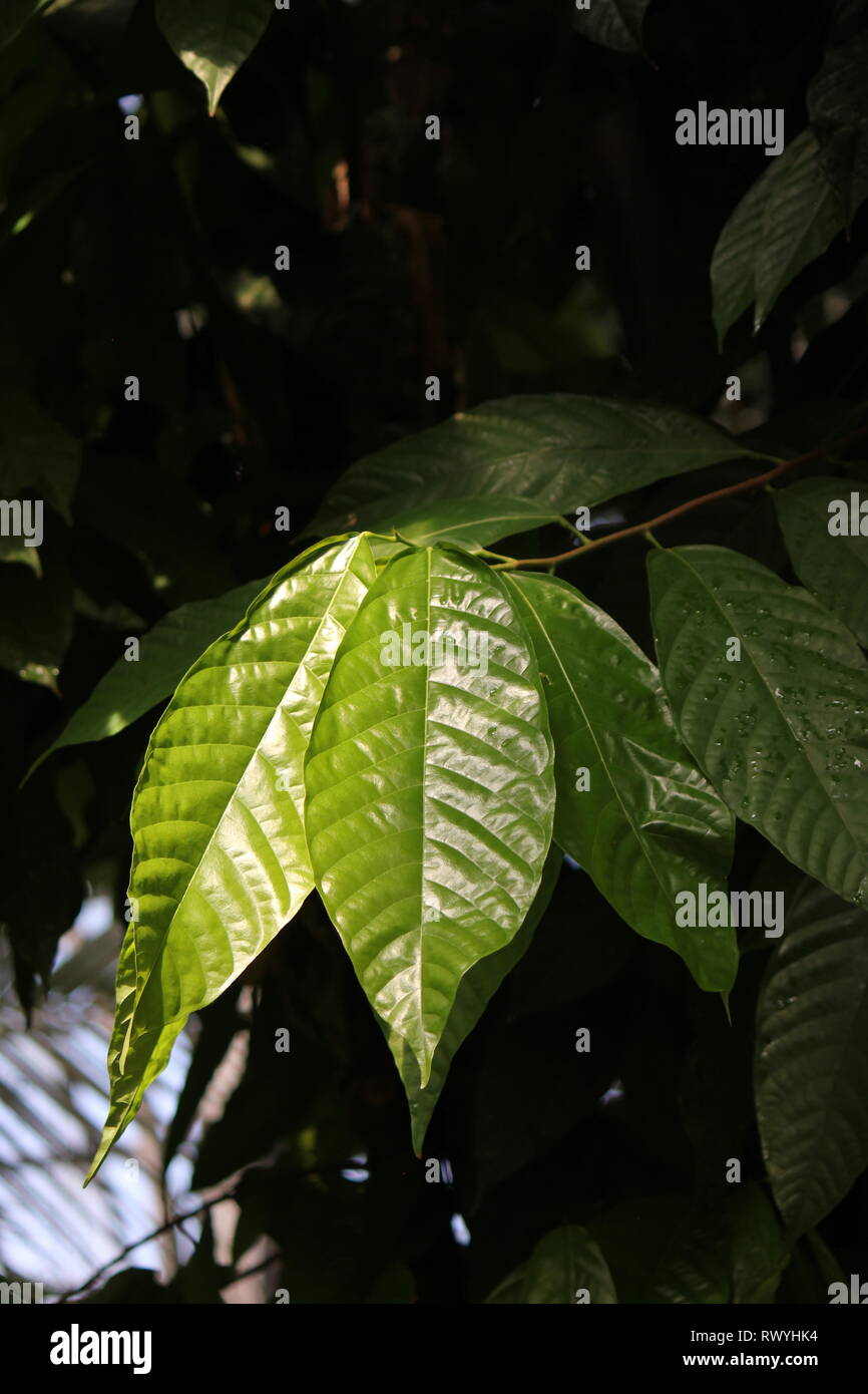Coffee Arabica, coffea leaves and foliage growing in the meadow Stock ...