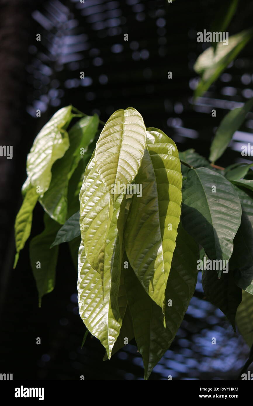 Coffee Arabica, coffea leaves and foliage growing in the meadow Stock ...