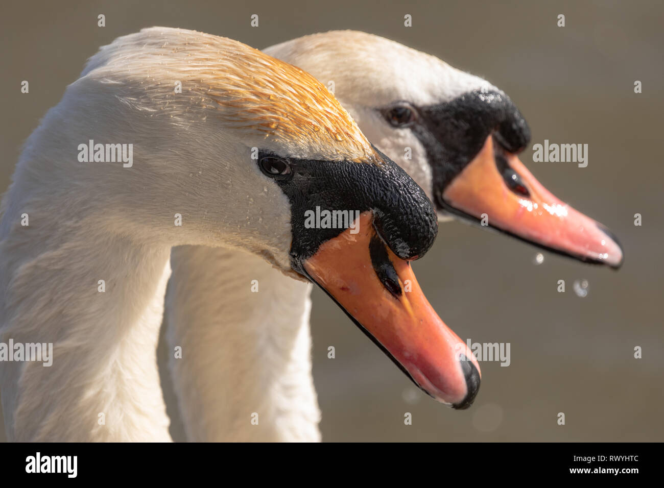 Mute Swan, (Cygnus olor), UK - head side profile portrait of a pair of ...