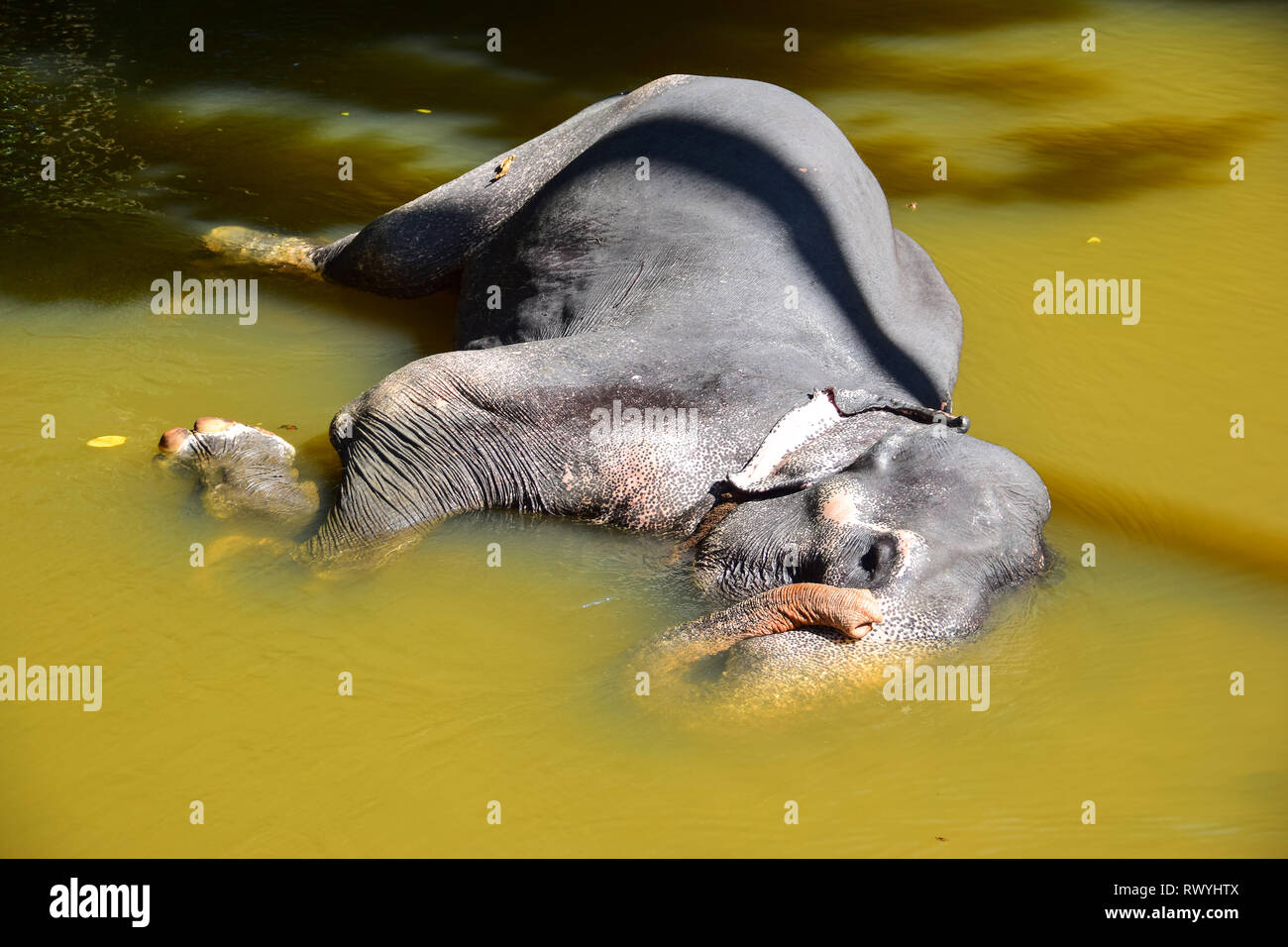 Elephants bathing kandy sri lanka hi-res stock photography and images ...