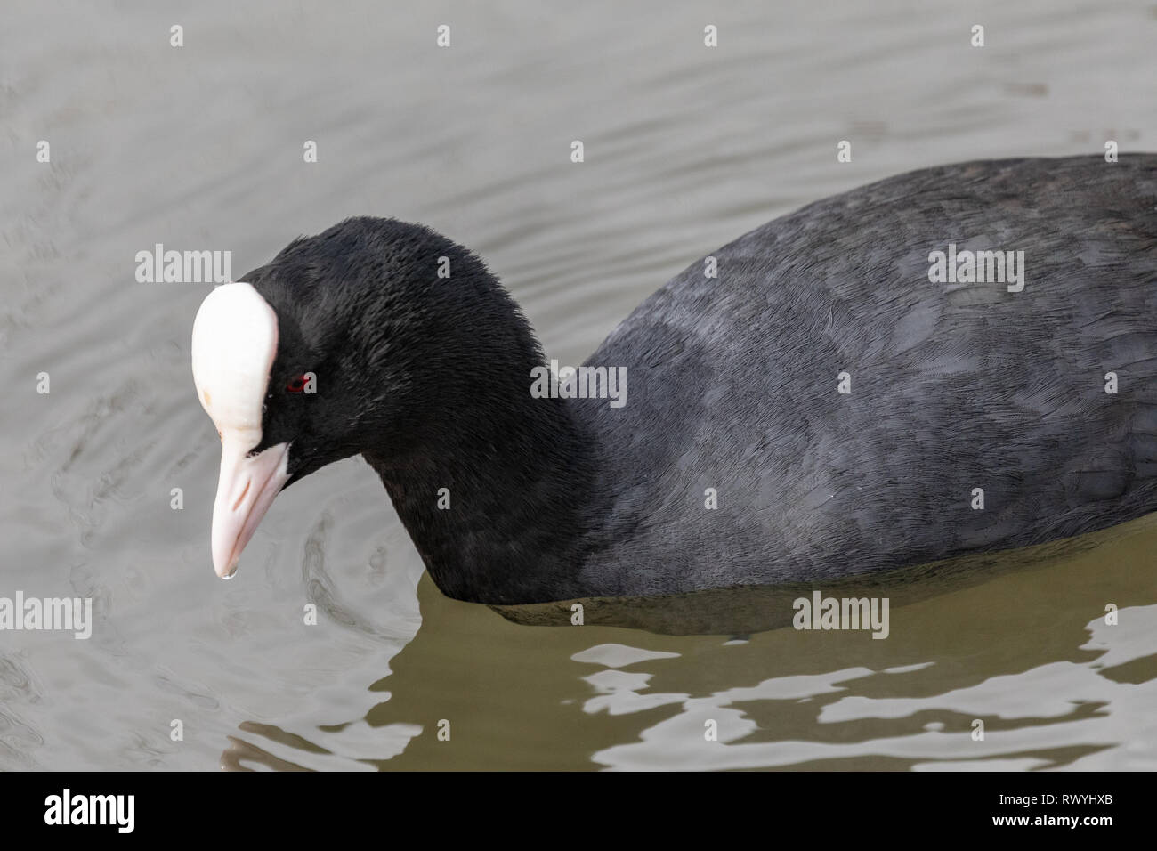 Common coots feet hi-res stock photography and images - Alamy