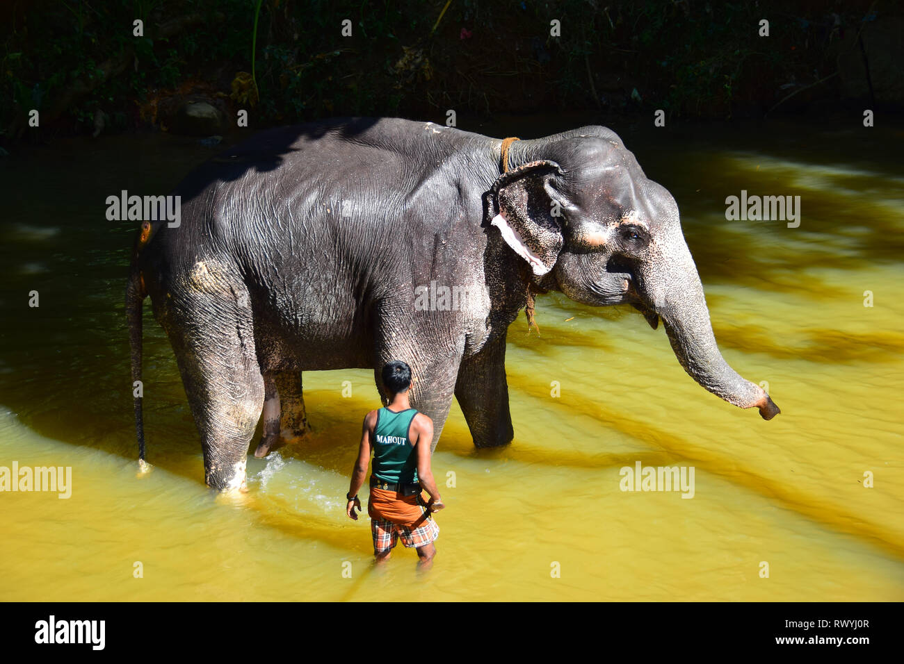 Sri Lankan Elephant, Kandy, Sri Lanka Stock Photo - Alamy