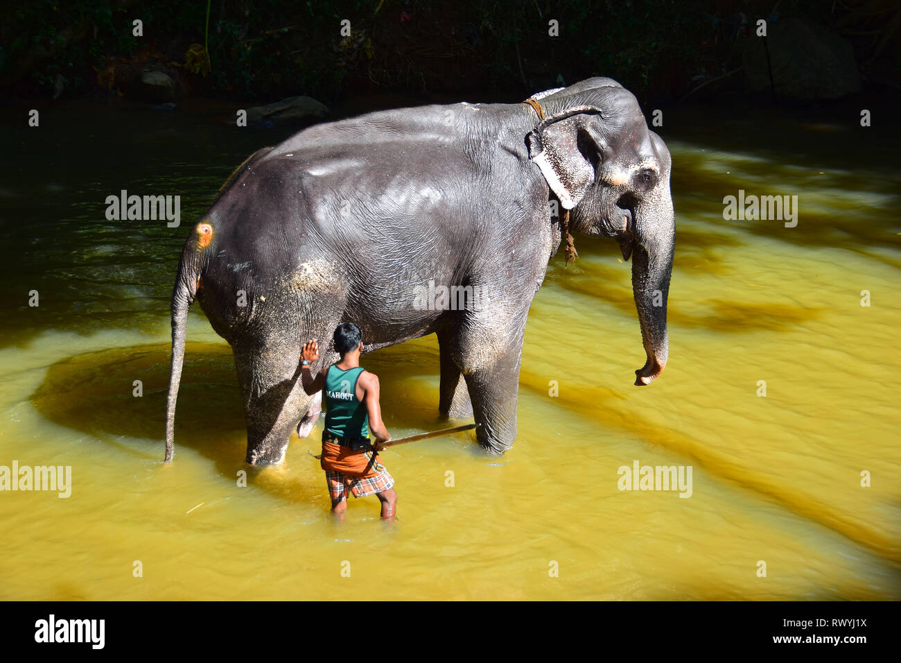 Sri Lankan Elephant, Kandy, Sri Lanka Stock Photo - Alamy