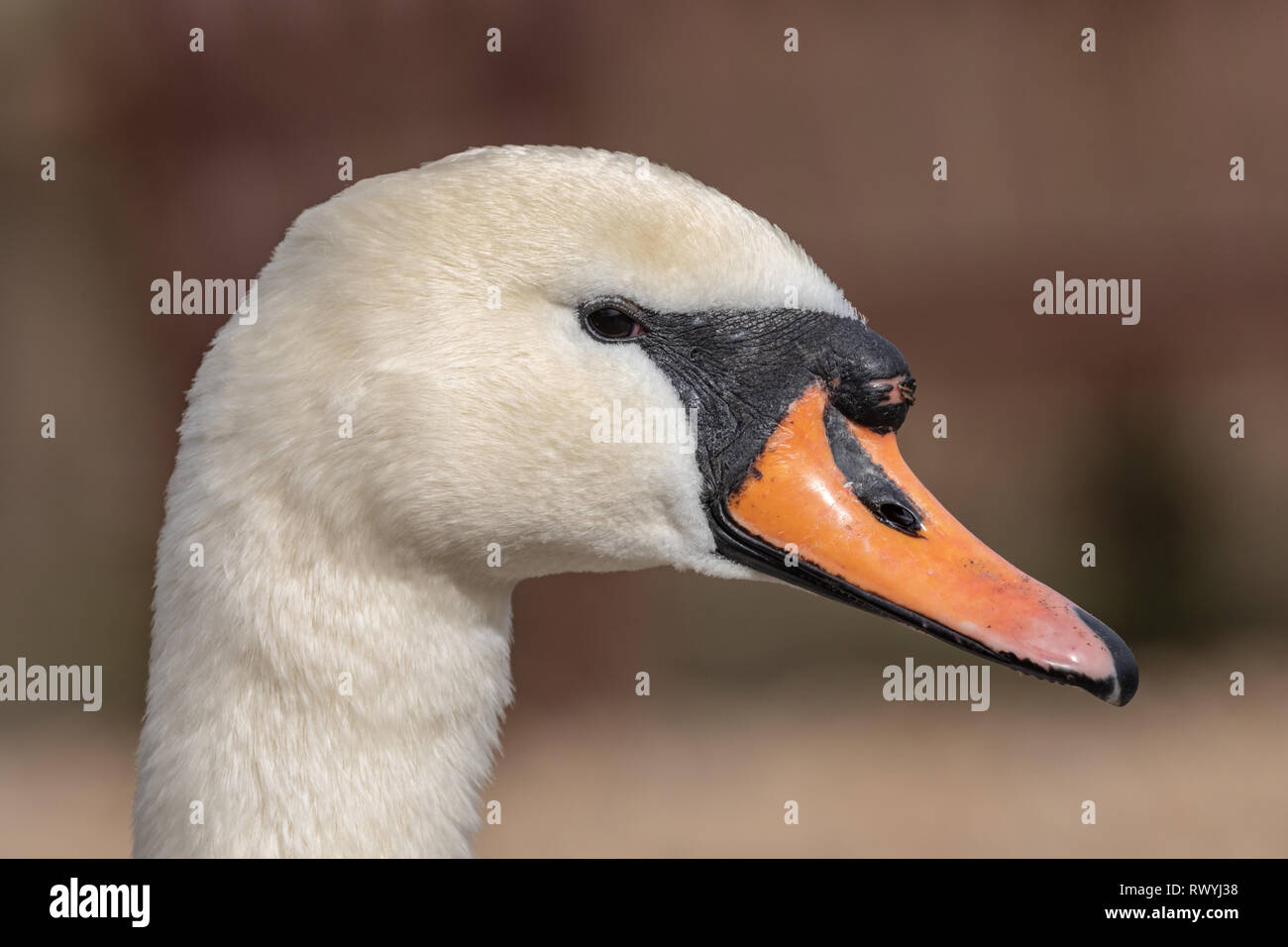 Mute Swan, (Cygnus olor), UK - head side profile portrait of an adult ...
