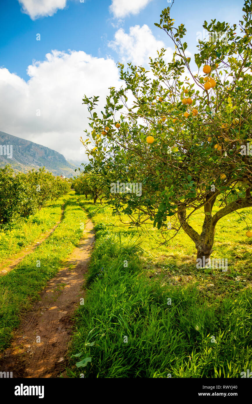 Lemon trees in a citrus grove in Sicily, Italy Stock Photo - Alamy