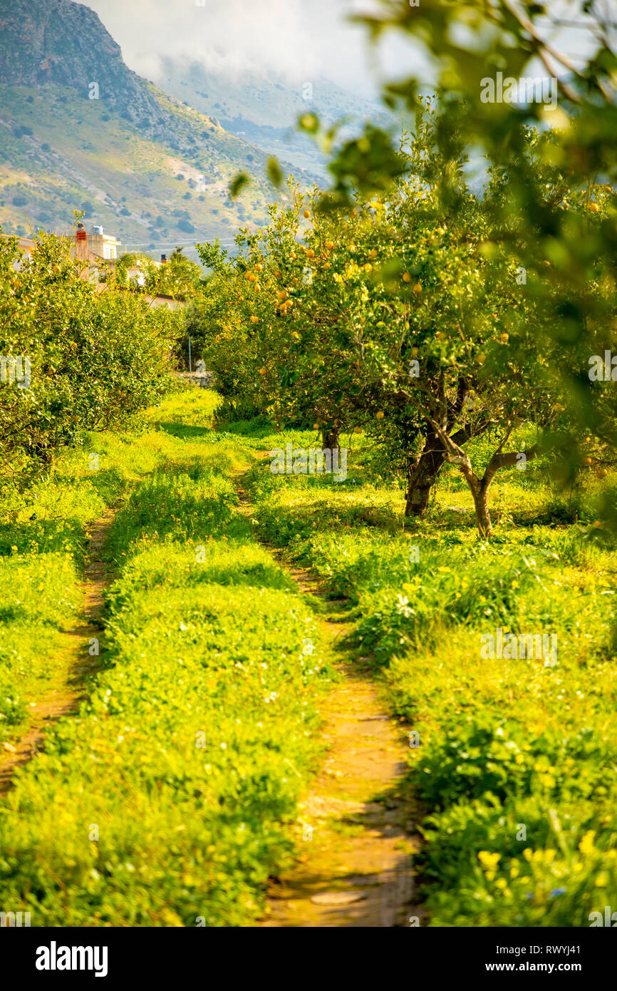 Lemon trees in a citrus grove in Sicily, Italy Stock Photo - Alamy