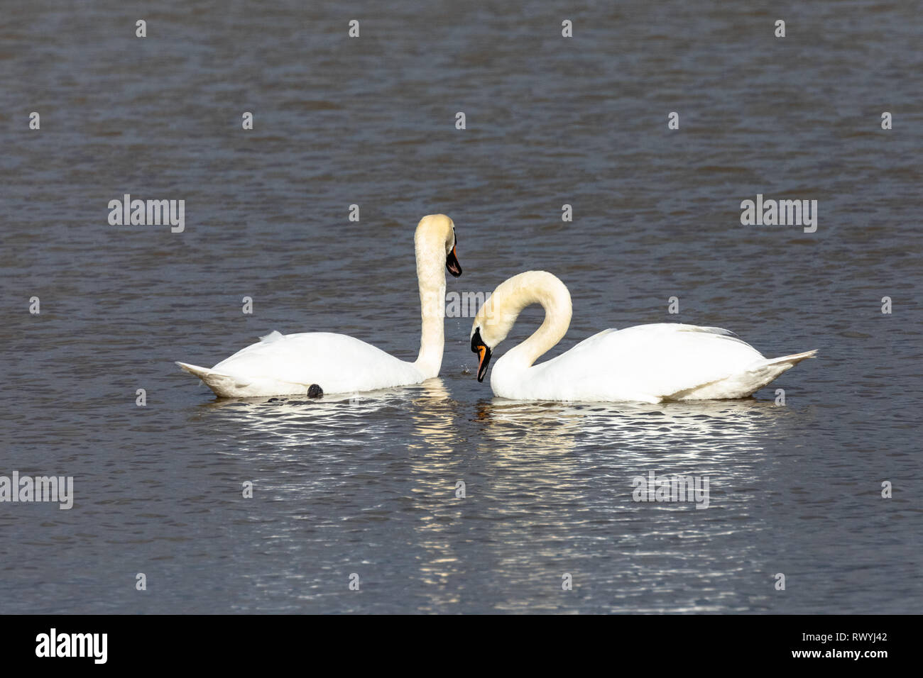 Two swans facing each other hi-res stock photography and images - Alamy