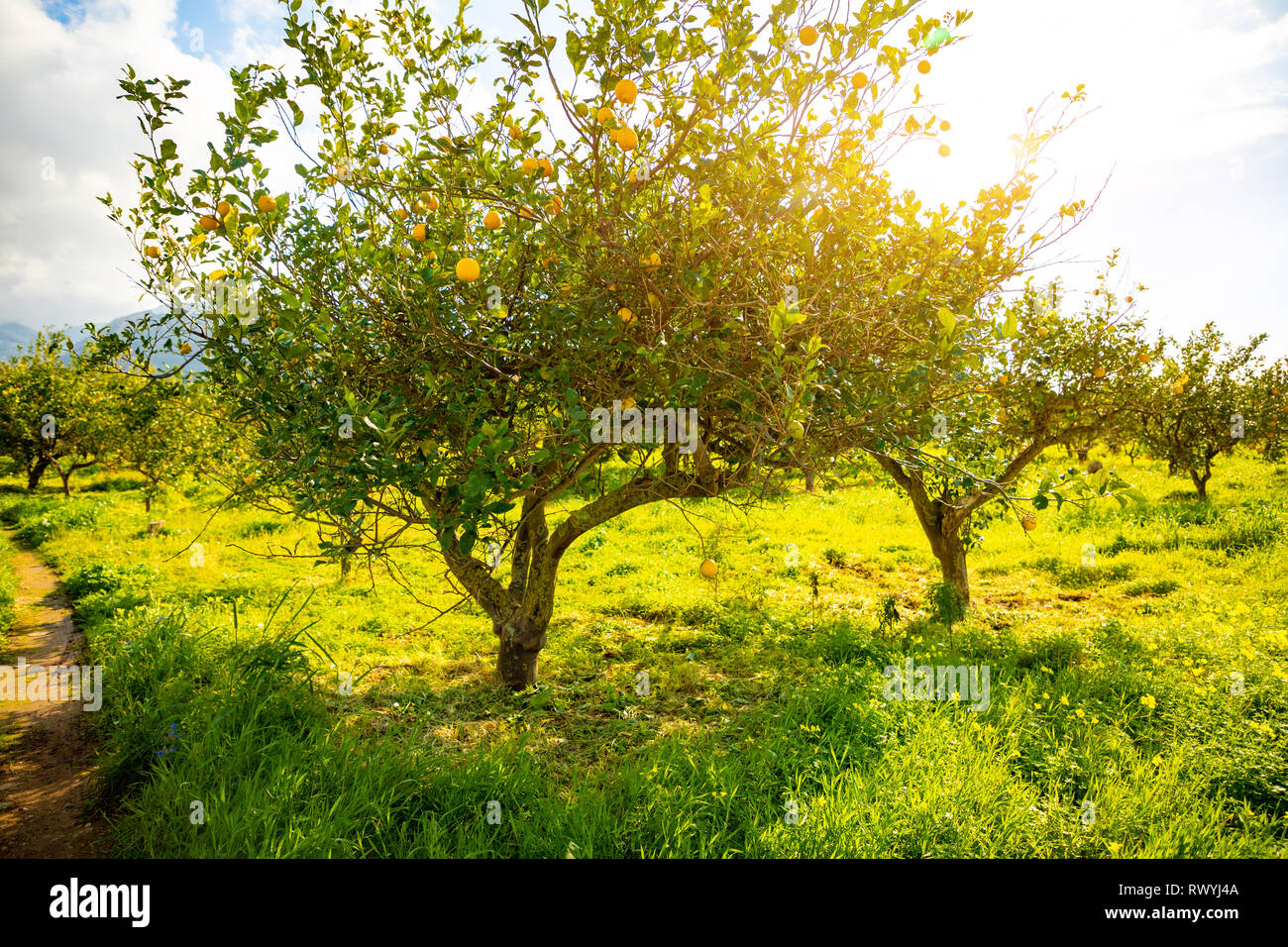 Lemon trees in a citrus grove in Sicily, Italy Stock Photo - Alamy