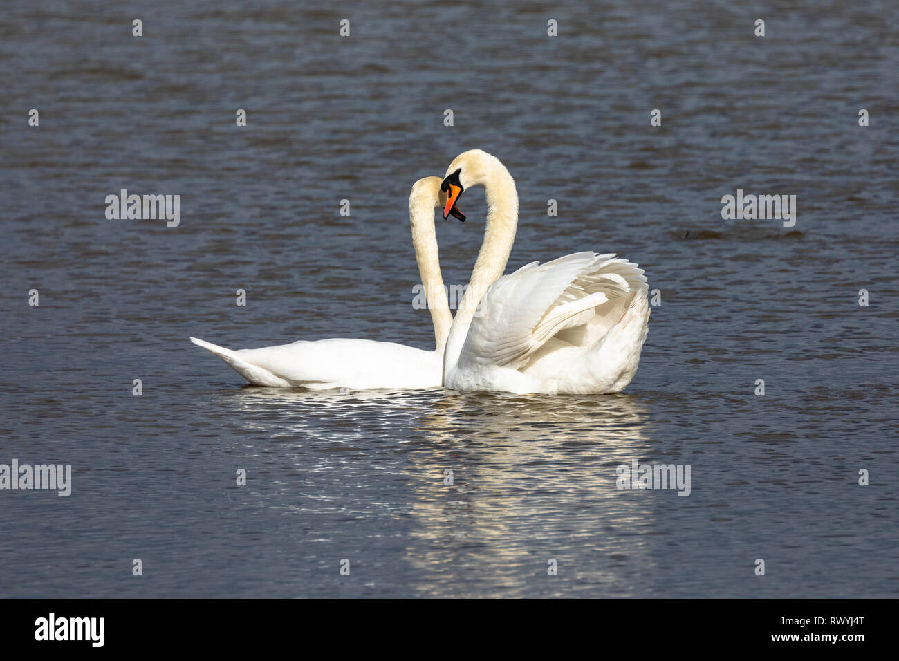 Two Swans Facing Each Other High Resolution Stock Photography and ...