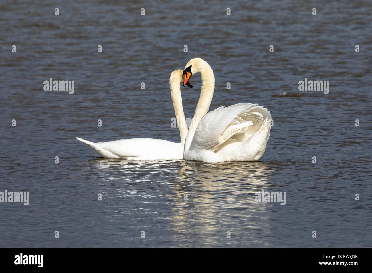 Two swans facing each other hi-res stock photography and images - Alamy