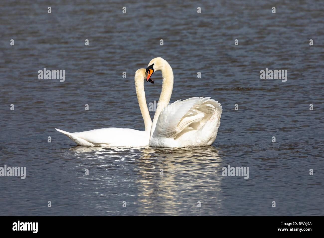 Two swans facing each other hi-res stock photography and images - Alamy