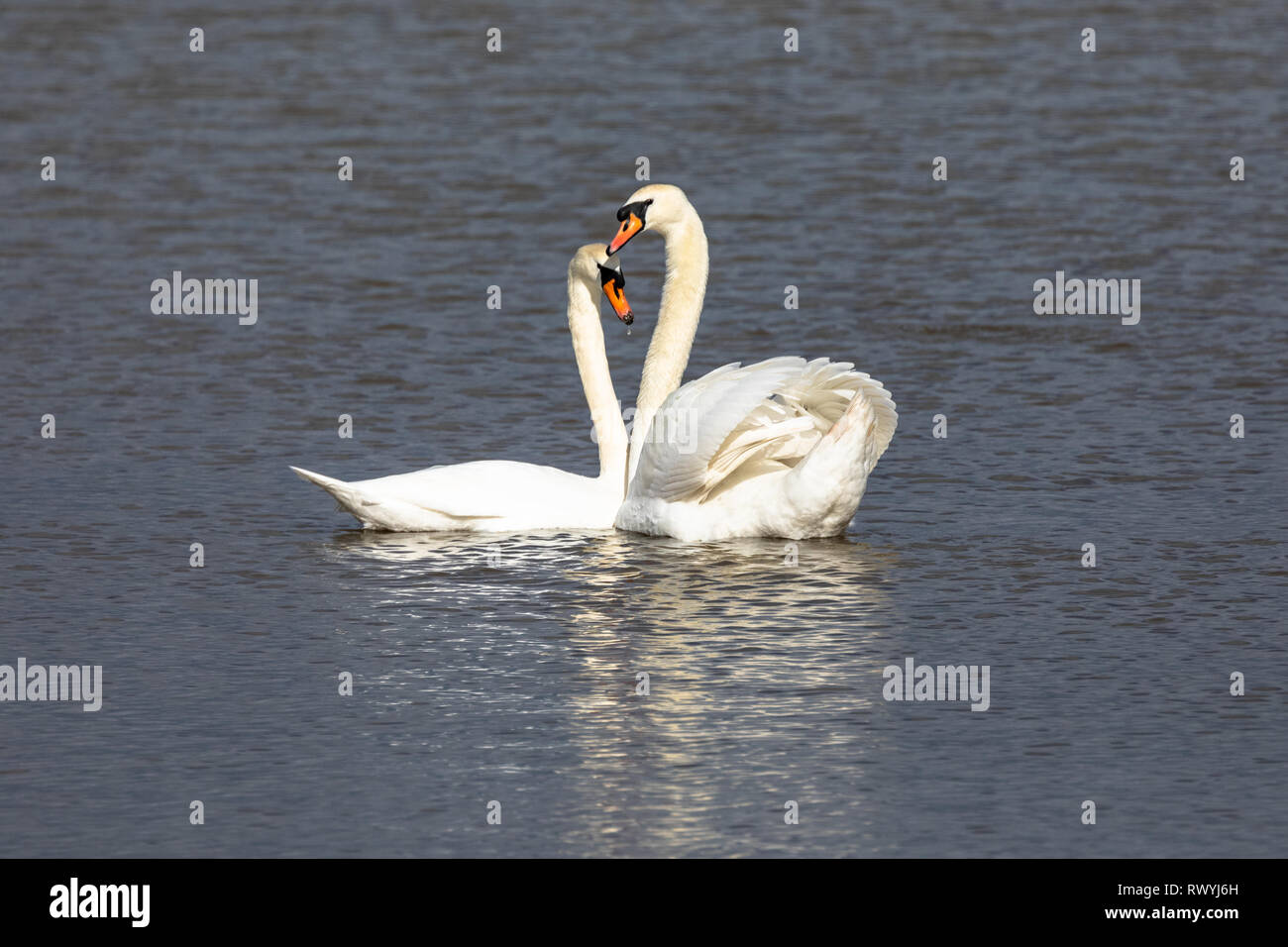 Two swans facing each other hi-res stock photography and images - Alamy