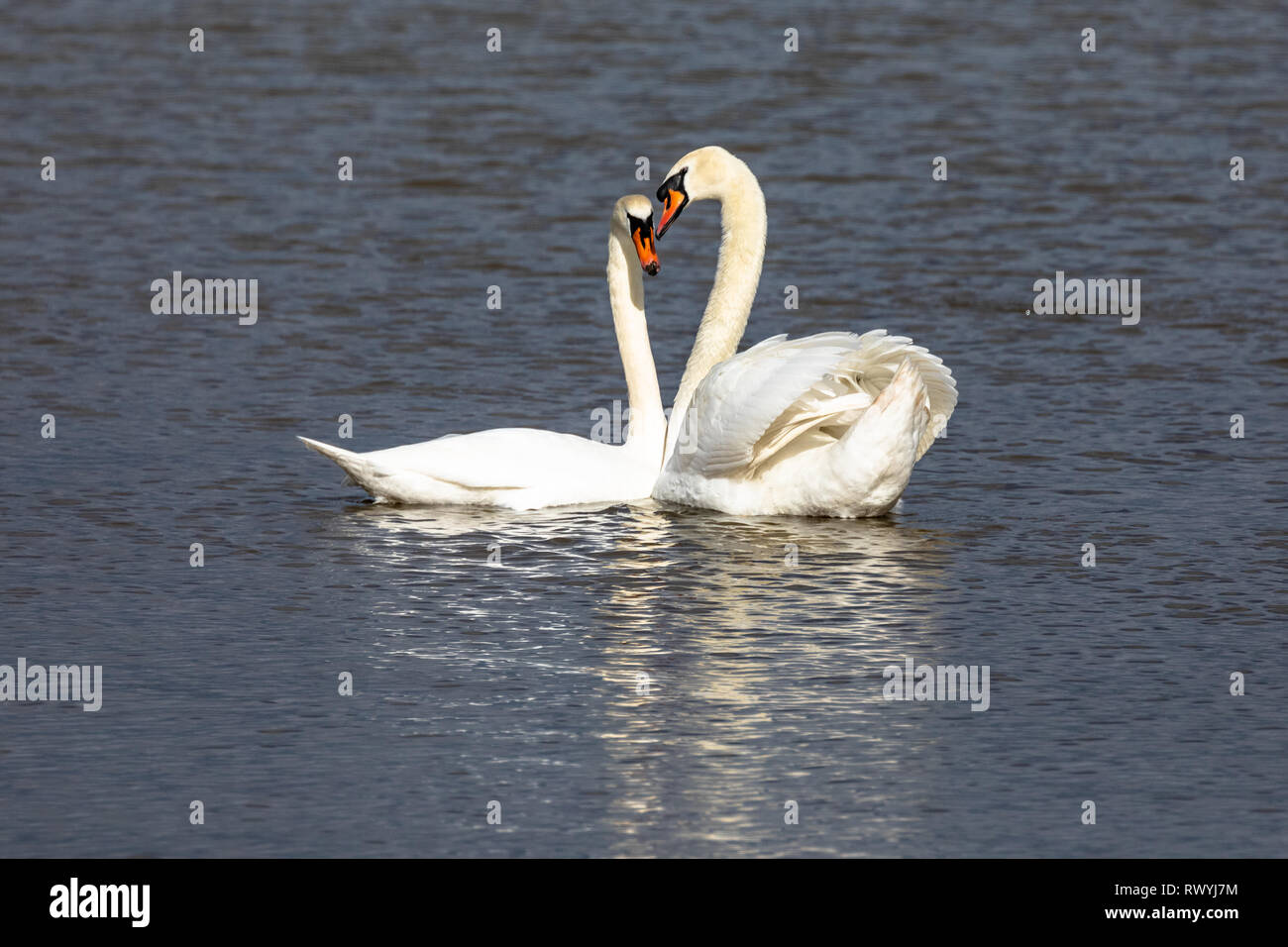 Two swans facing each other hi-res stock photography and images - Alamy