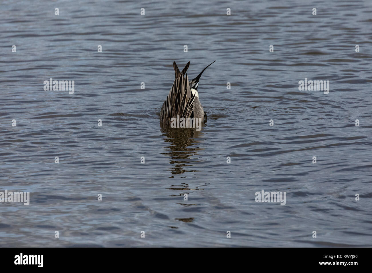 Rear end of a male pintail duck (anas acuta) with its head in the water ...