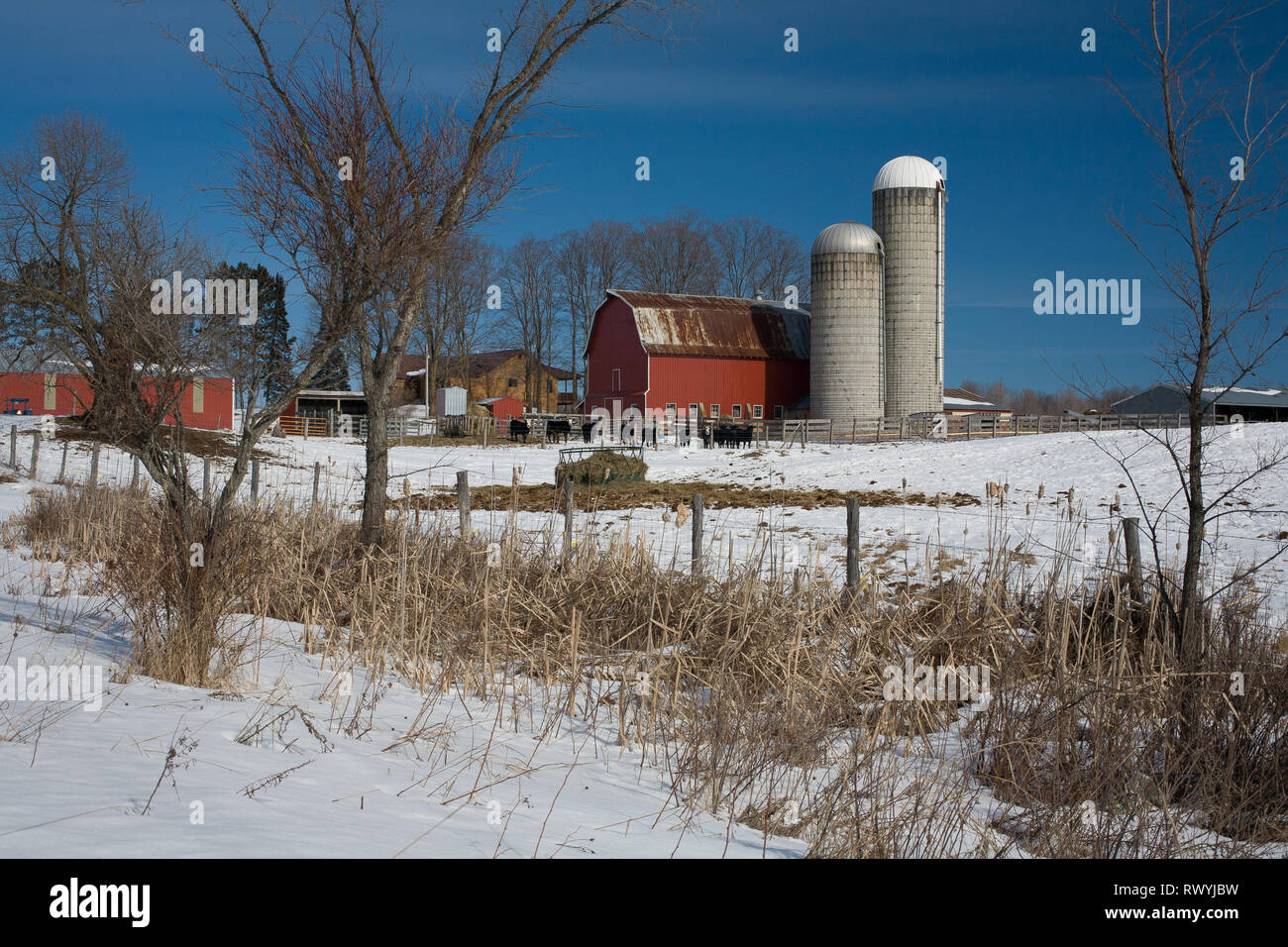 Cows And Red Barn High Resolution Stock Photography and Images - Alamy