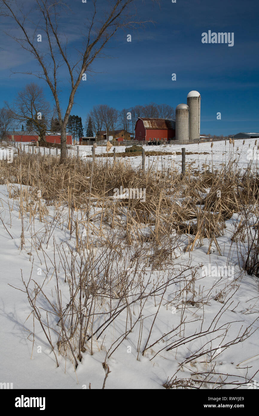 Cows And Red Barn High Resolution Stock Photography and Images - Alamy