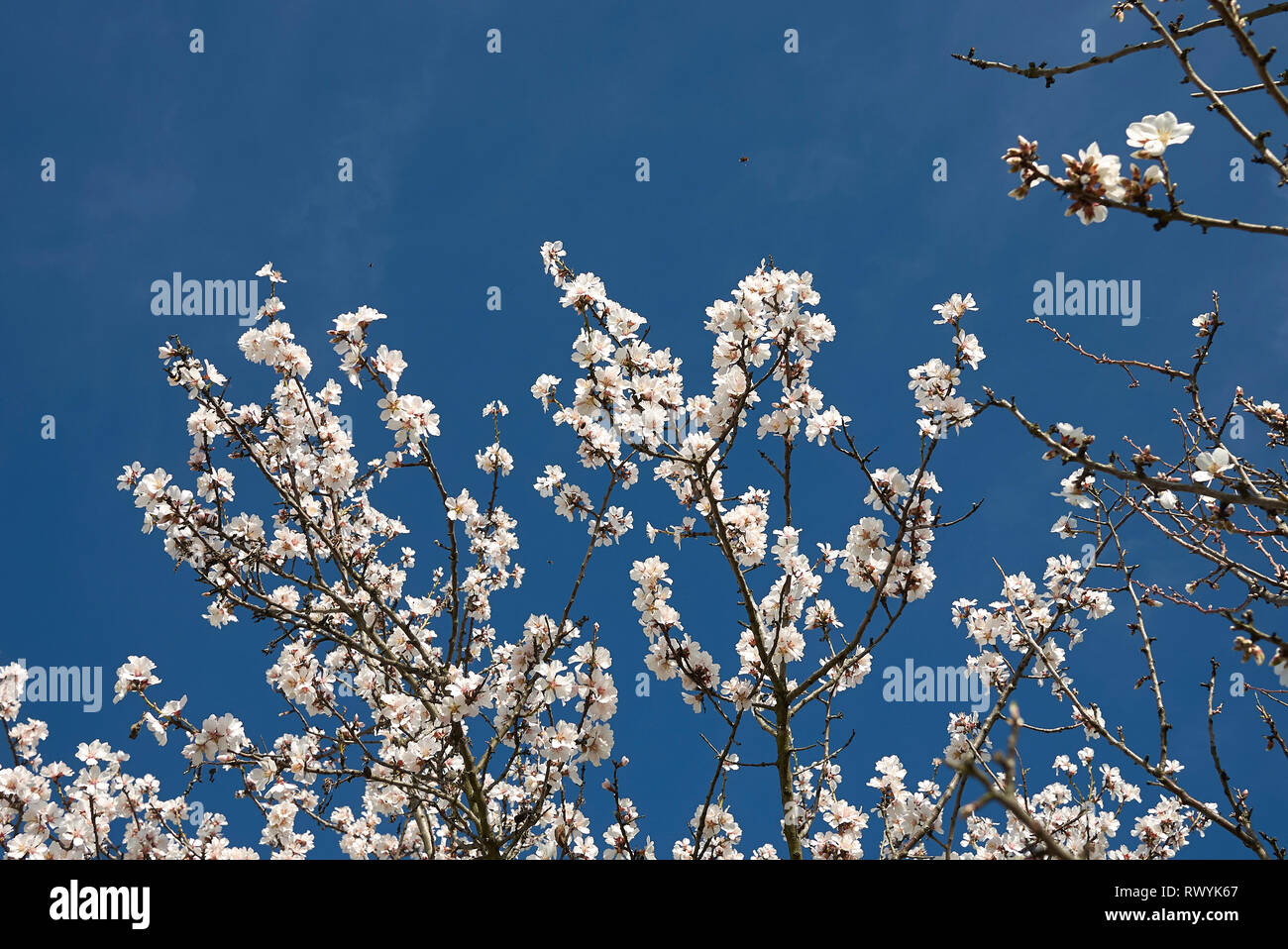 Prunus dulcis white blossom Stock Photo - Alamy