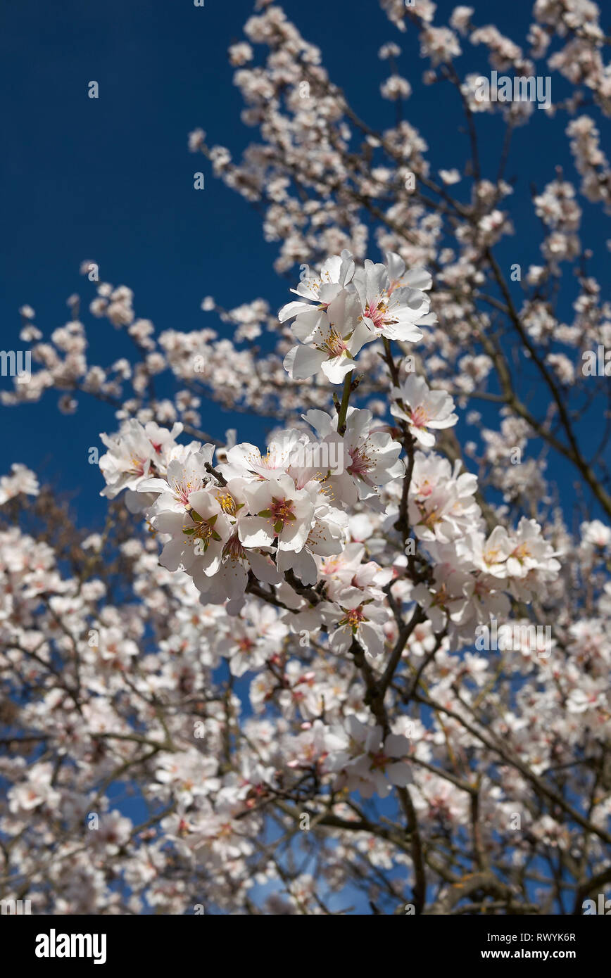 Prunus dulcis white blossom Stock Photo - Alamy