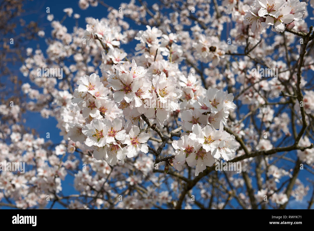Prunus dulcis white blossom Stock Photo - Alamy