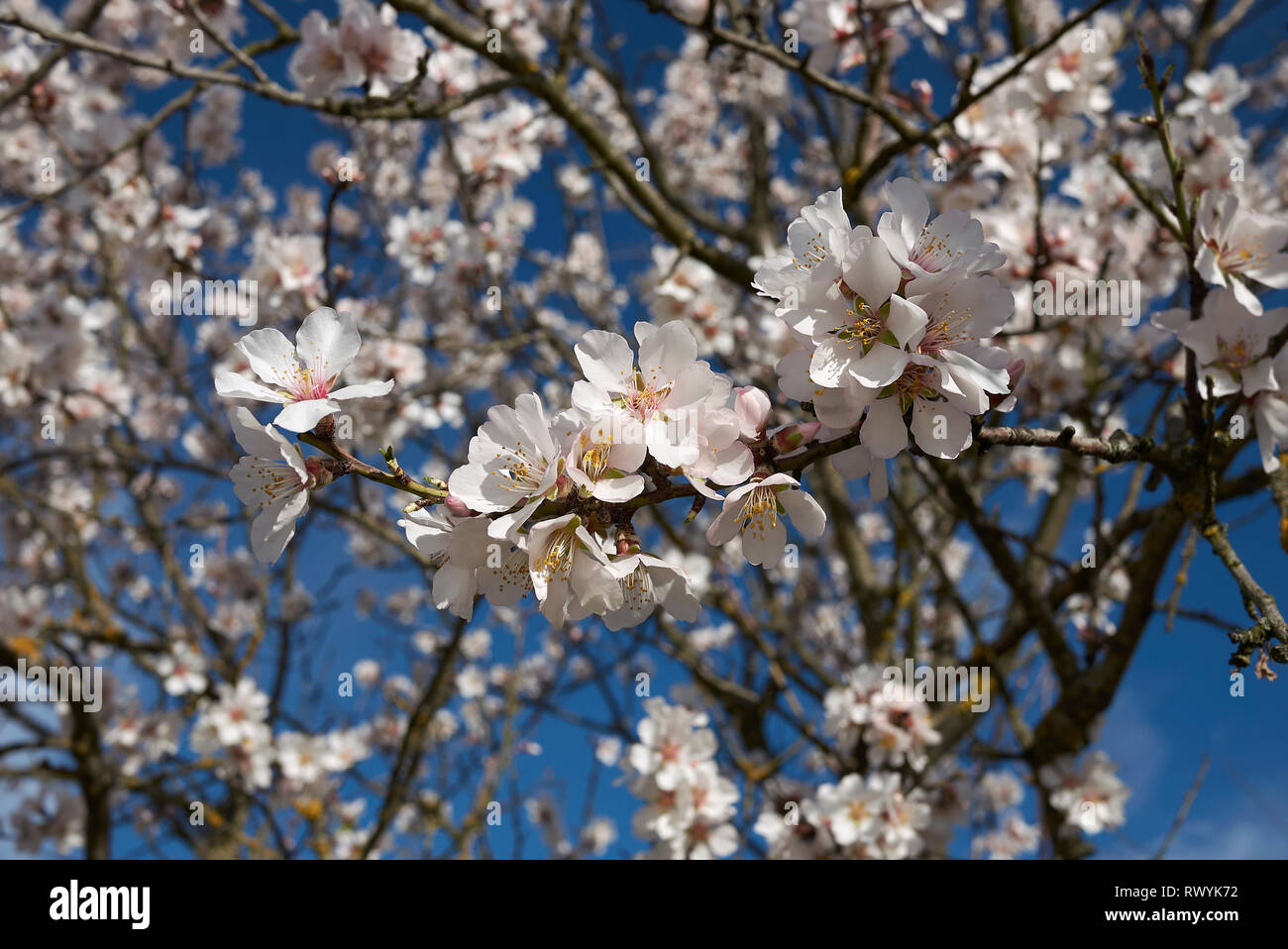 Prunus dulcis white blossom Stock Photo - Alamy