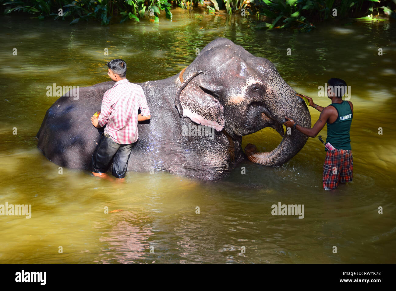 Sri Lankan Elephant, Kandy, Sri Lanka Stock Photo - Alamy