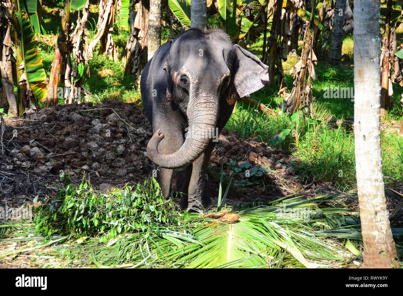 Sri Lankan Elephant, Kandy, Sri Lanka Stock Photo - Alamy