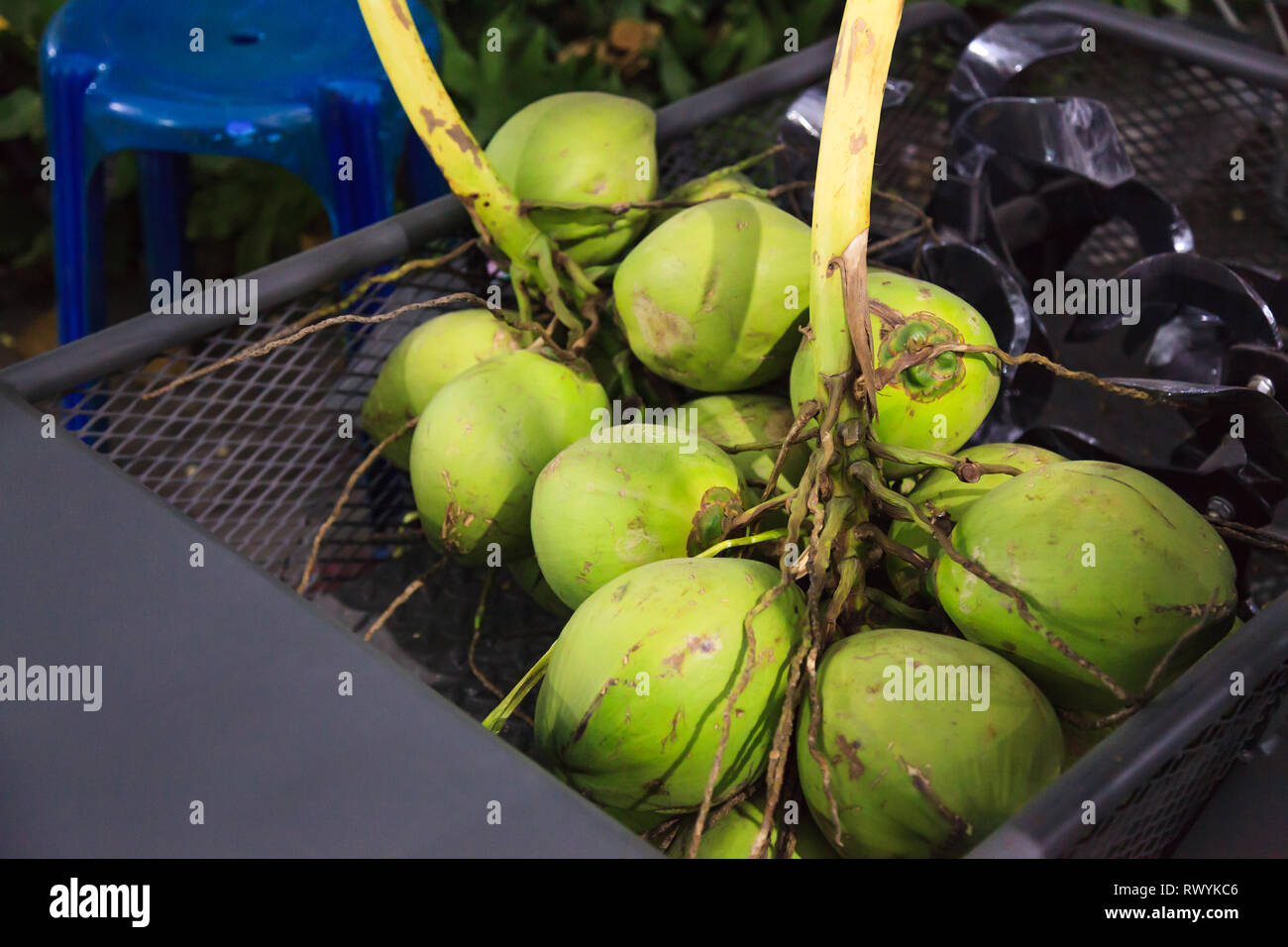 Fresh natural agricultural green coconut fruits in farmer food market ...