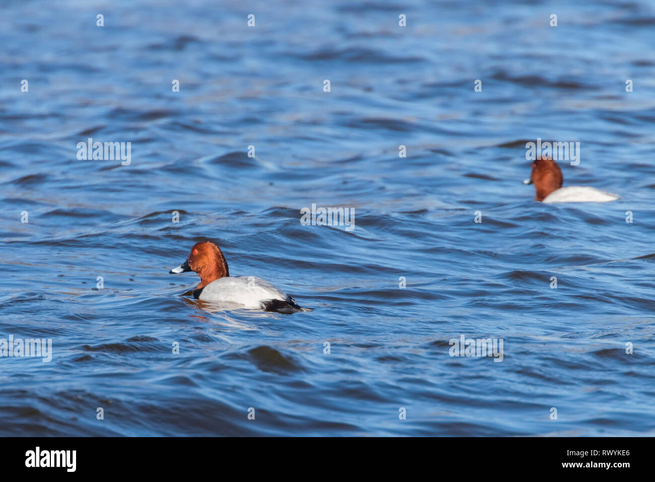 Common Pochard ducks swimming in the lake (Aythya ferina Stock Photo ...