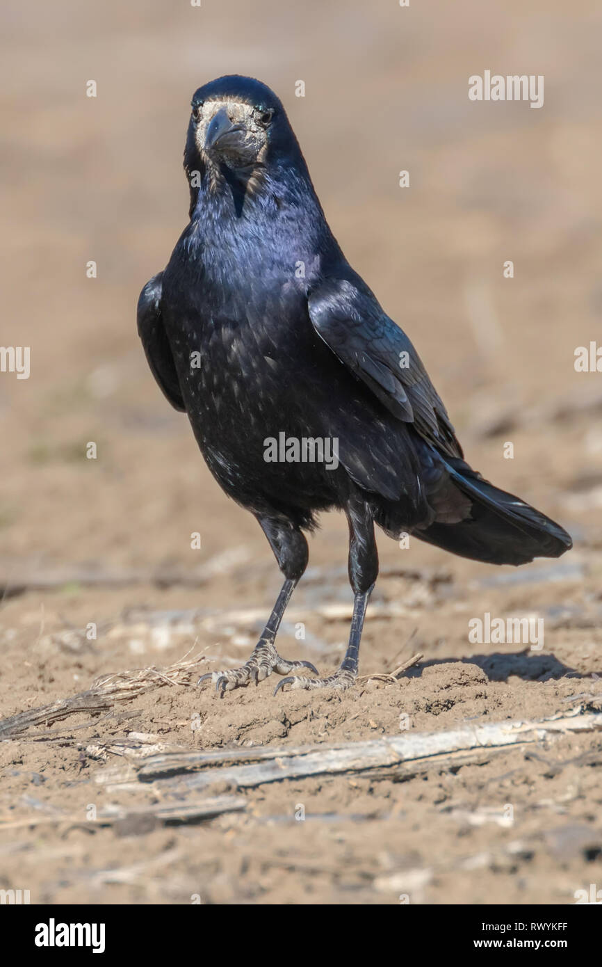Rook on the field (Corvus frugilegus Stock Photo - Alamy