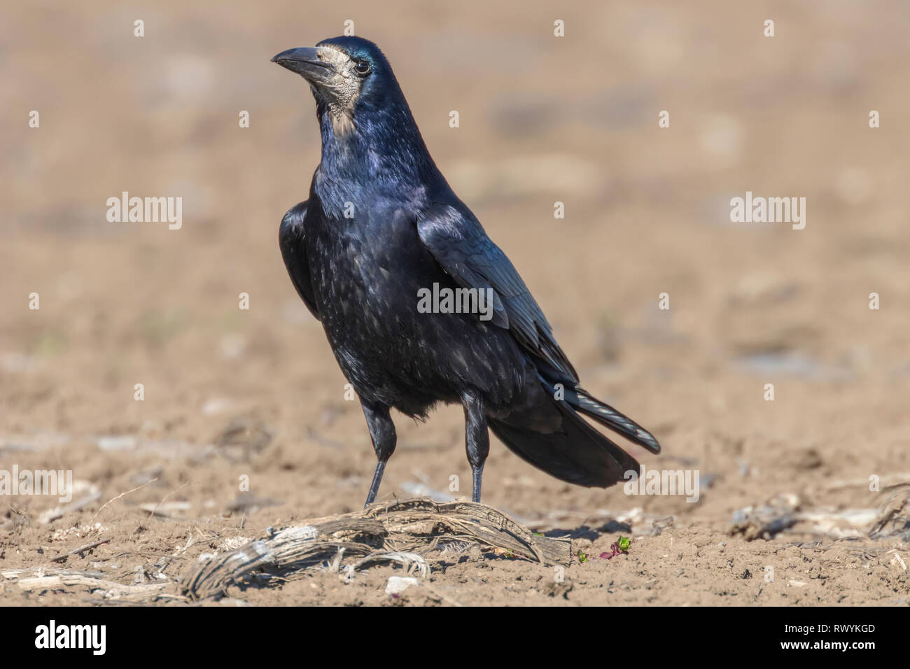 Single Rook High Resolution Stock Photography and Images - Alamy