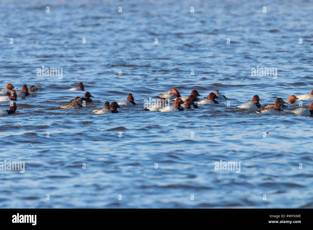 Common Pochard ducks swimming in the lake (Aythya ferina Stock Photo ...