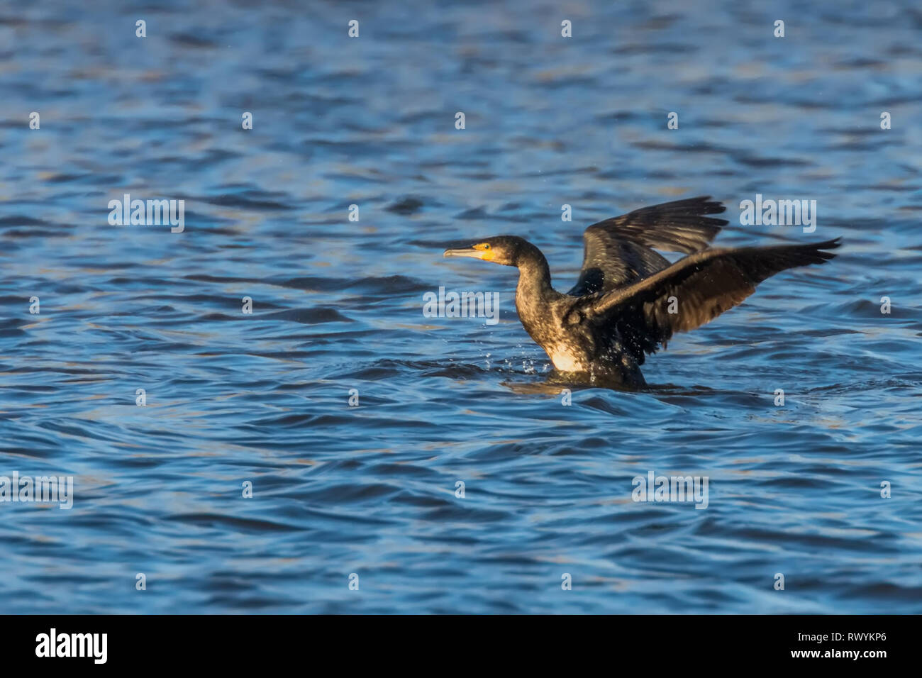 Great Cormorant spreading his wings on water Stock Photo - Alamy