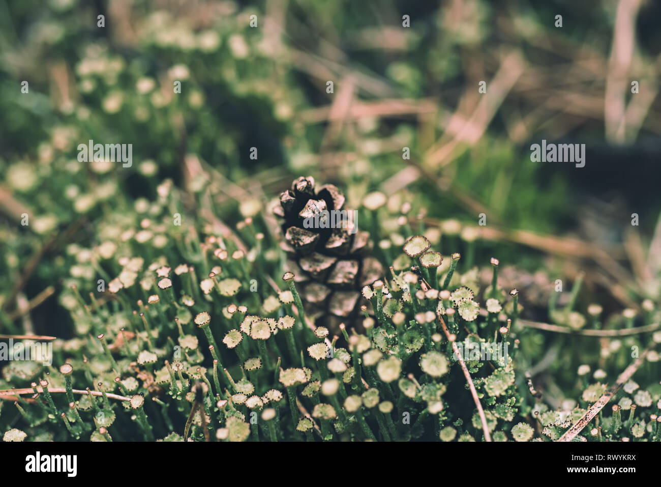 Pine cone lying in the green moss in the forest, natural vintage ...