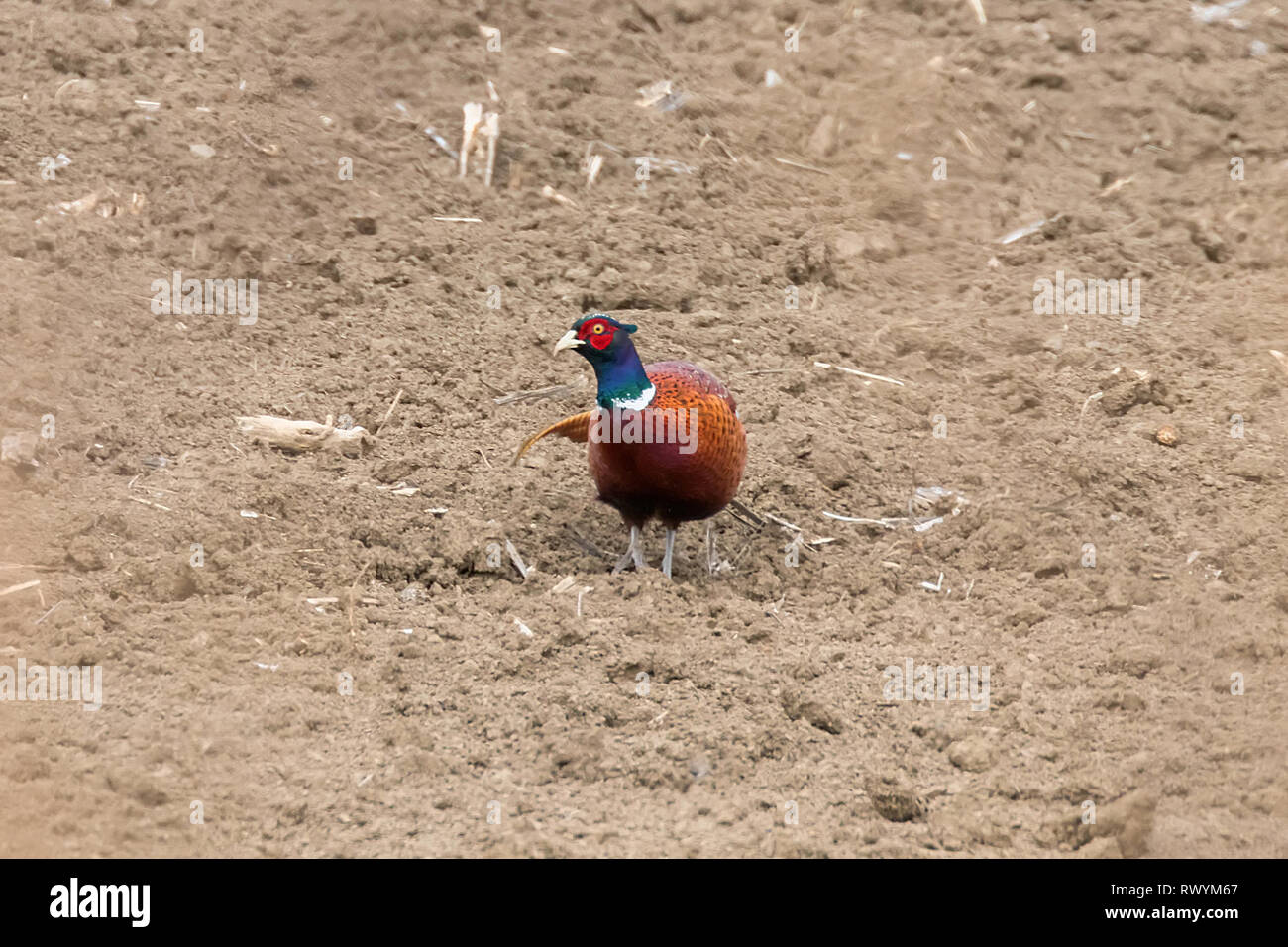 Ring neck Pheasant in field (Phasianus colchicus Stock Photo - Alamy