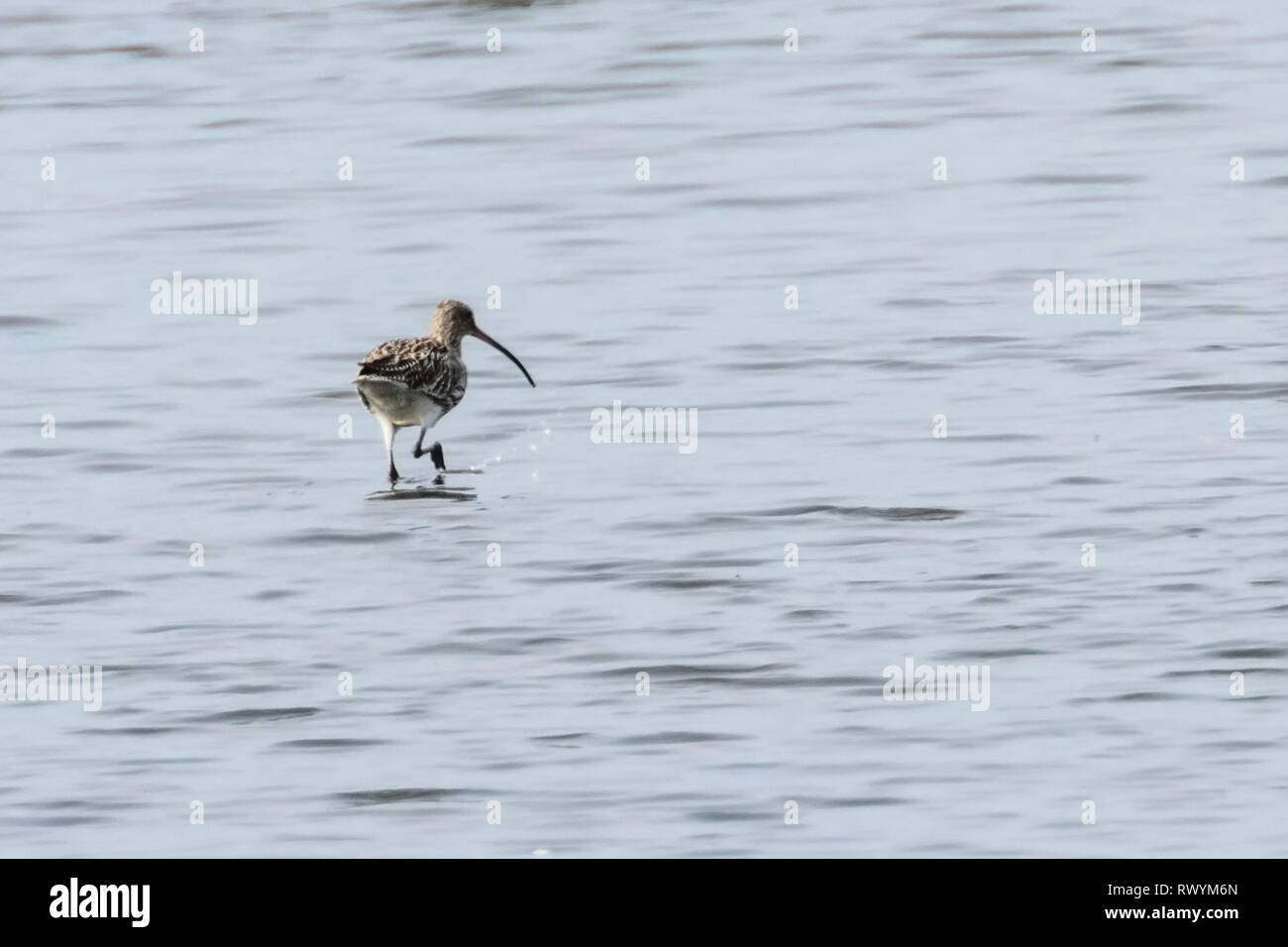 Eurasian Curlew, Common Curlew (Numenius arquata) single bird in water ...