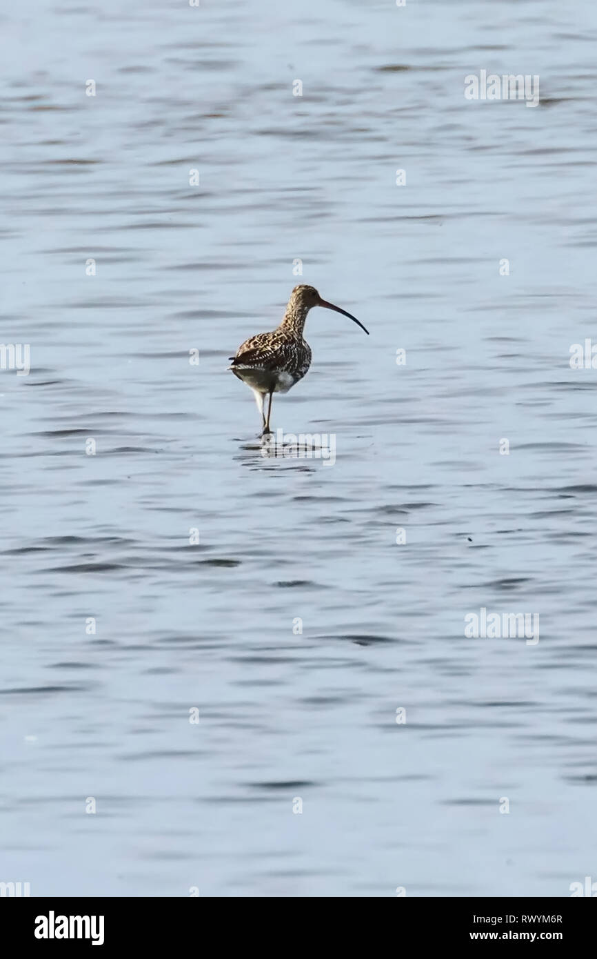 Eurasian Curlew, Common Curlew (Numenius arquata) single bird in water ...