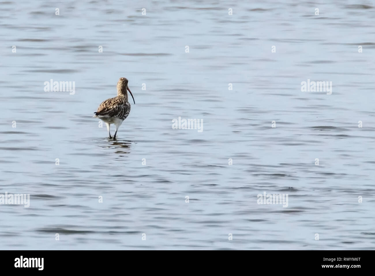 Eurasian Curlew, Common Curlew (Numenius arquata) single bird in water ...