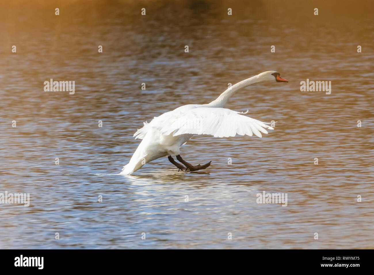 Whooper swan landing on water hi-res stock photography and images - Alamy