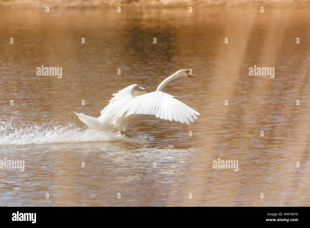 Swan landing on water Stock Photo - Alamy