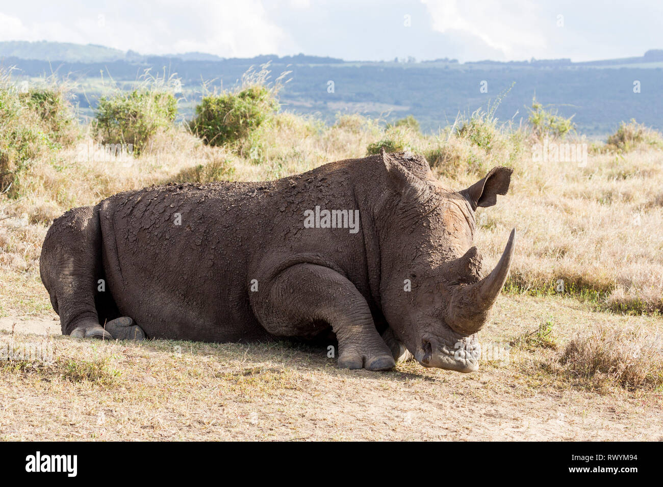 A single adult White rhinoceros laying down in open grassland, close ...