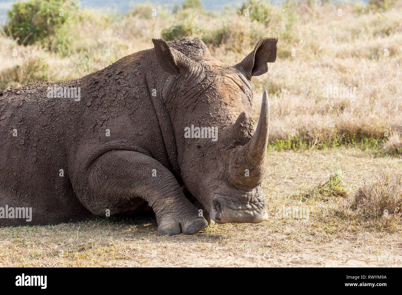 A single adult White rhinoceros laying down in open grassland, close ...