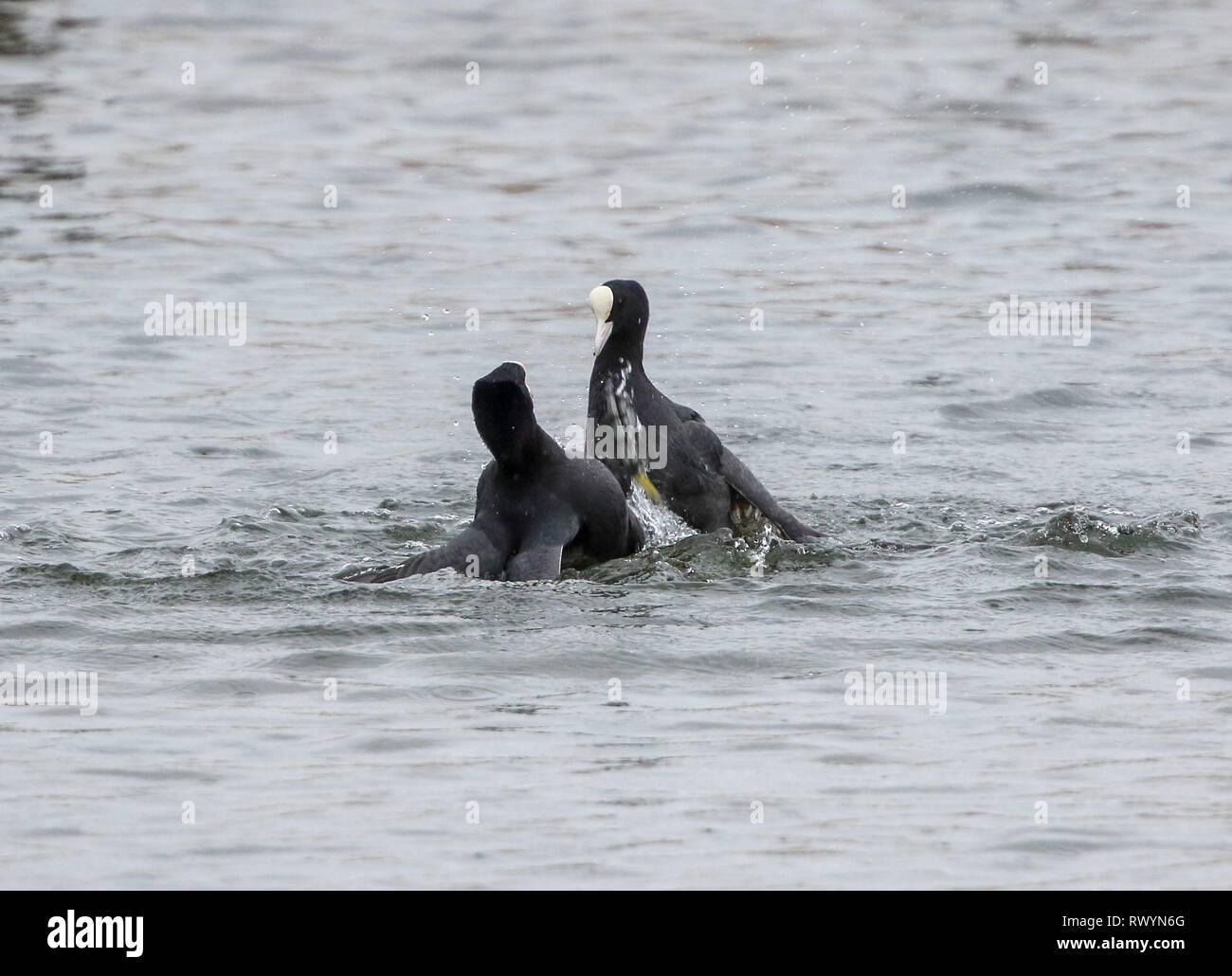 Strong legs hi-res stock photography and images - Alamy
