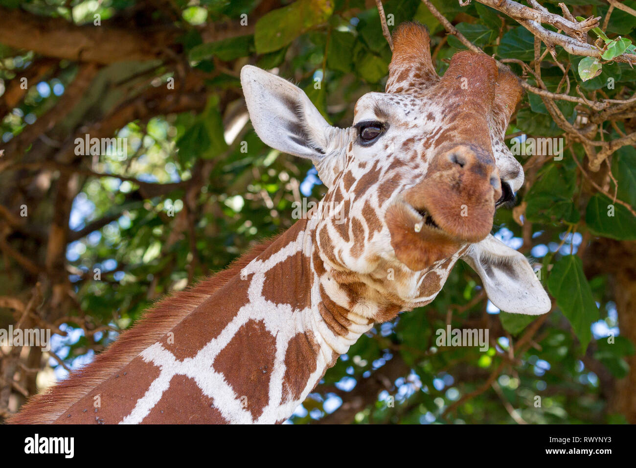 A single adult Reticulated giraffe browsing in the canopy, close view ...