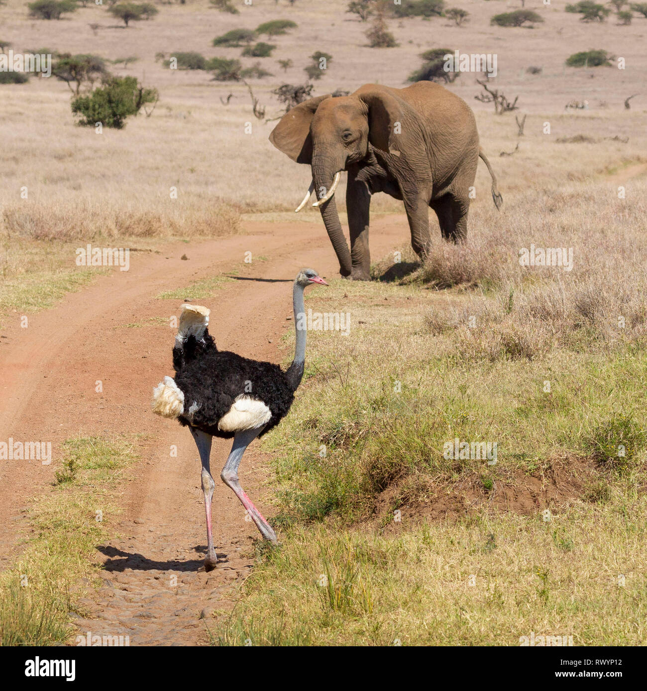 Somali elephant hi-res stock photography and images - Alamy