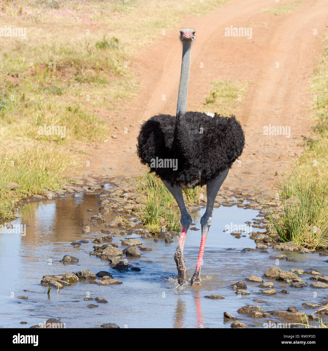 Ostrich water hi-res stock photography and images - Alamy